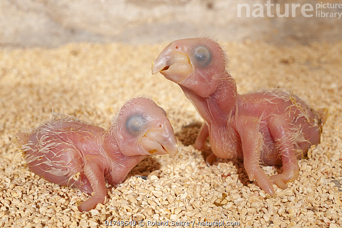 Stock photo of Two Hyacinth macaws (Anodorhynchus hyacinthinus) newborn ...