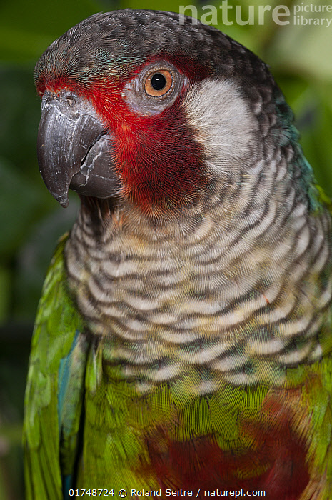 Stock photo of Azuero parakeet (Pyrrhura eisenmanni) head portrait ...