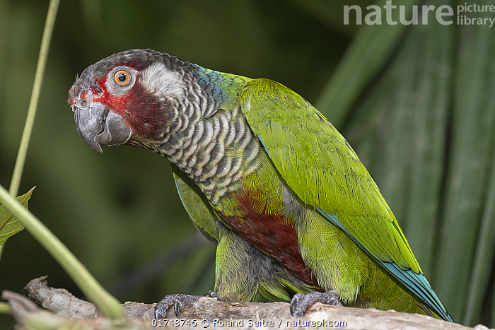 Stock photo of Azuero parakeet (Pyrrhura eisenmanni) portrait, Panama ...