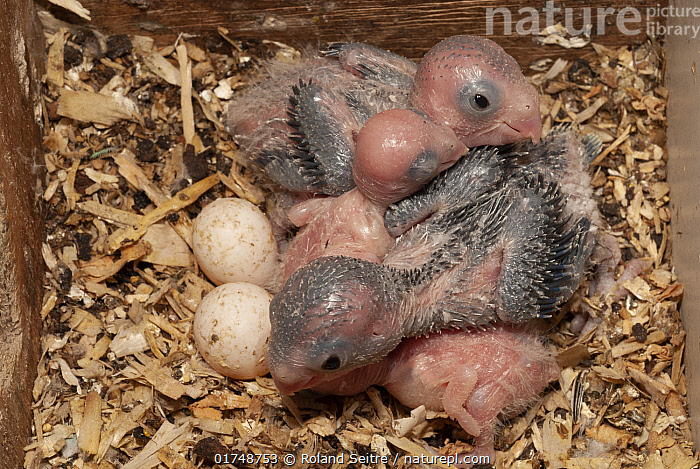 Stock photo of Three Pacific parrotlet (Forpus coelestis) chicks, aged ...