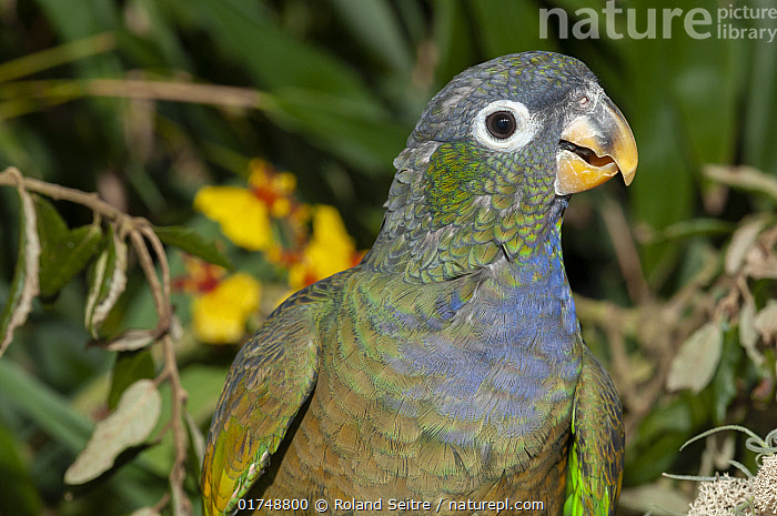 Stock photo of Scaly-headed parrot (Pionus maximiliani) portrait ...