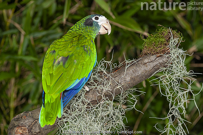 Stock photo of Hispaniolan amazon (Amazona ventralis) portrait, Haiti ...