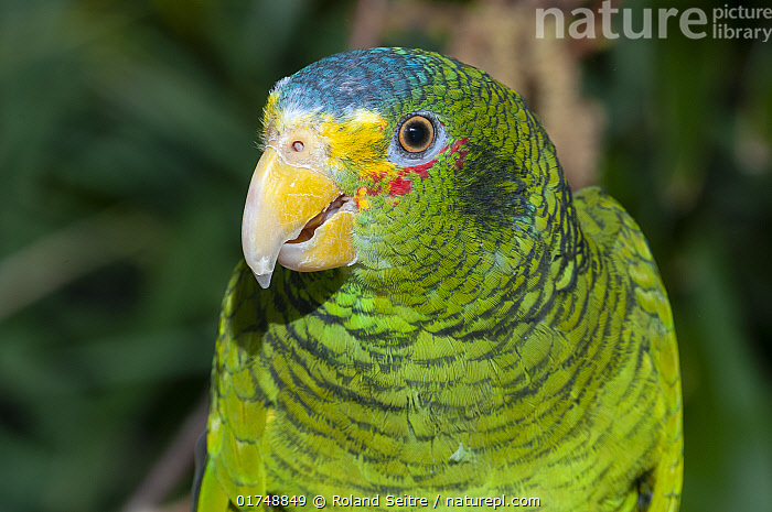 Stock photo of Yellow-lored amazon (Amazona xantholora) female ...