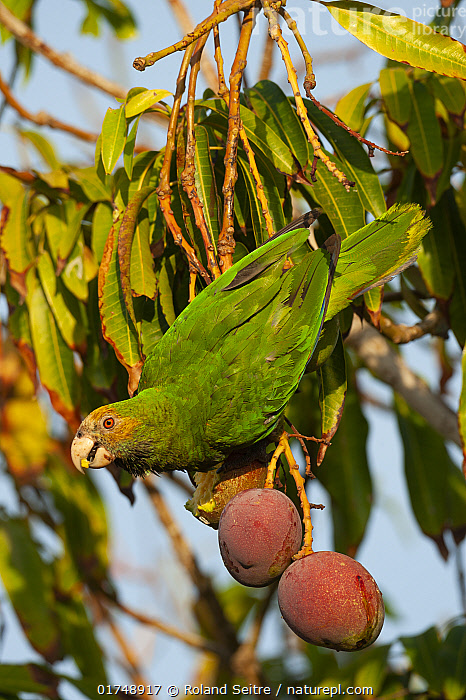 Stock photo of Yellow-shouldered amazon (Amazona barbadensis) perched ...