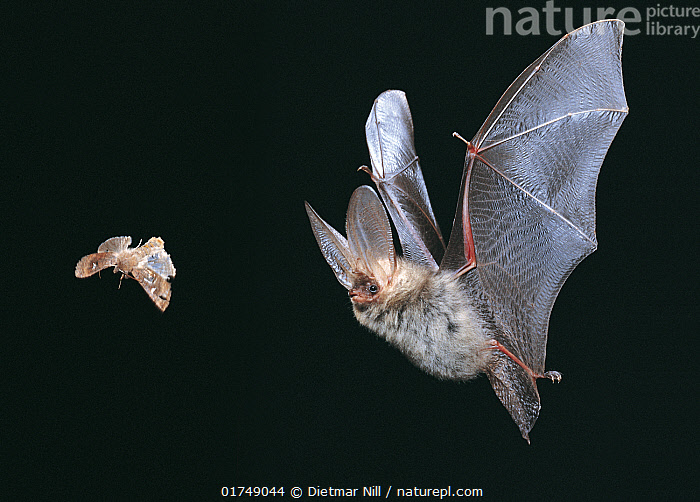 Stock photo of Common long-eared bat (Plecotus auritus) in flight ...