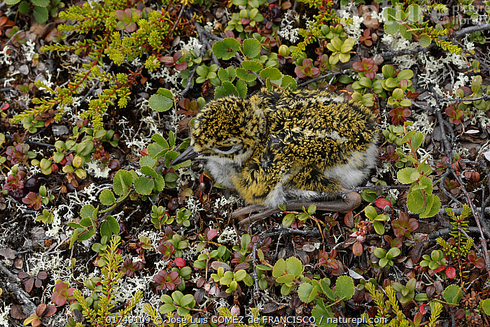Stock photo of Golden plover (Pluvialis apricaria) chick, resting on ...