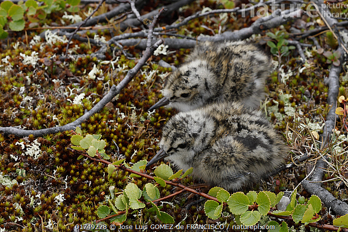 Stock photo of Two Turnstone (Arenaria interpres) chicks nestled on the ...