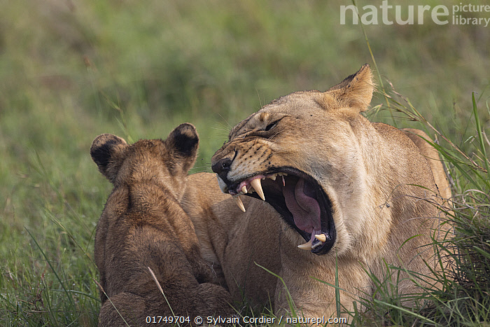 Stock photo of Lion (Panthera leo) female, snarling at her cub, Masai ...