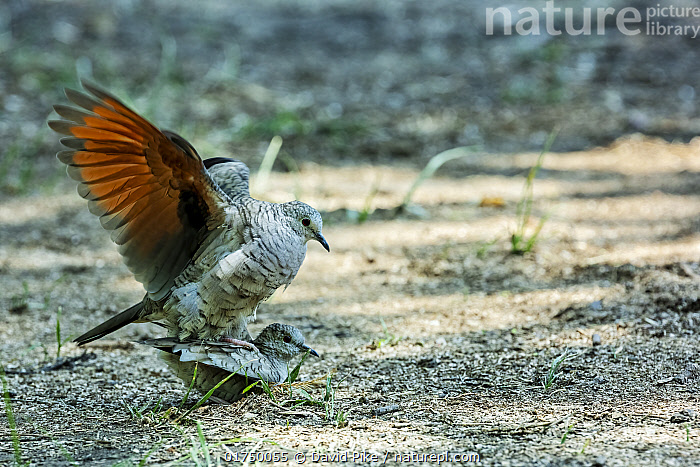 Stock photo of Inca doves (Columbina inca) pair, mating, Chapultepec ...