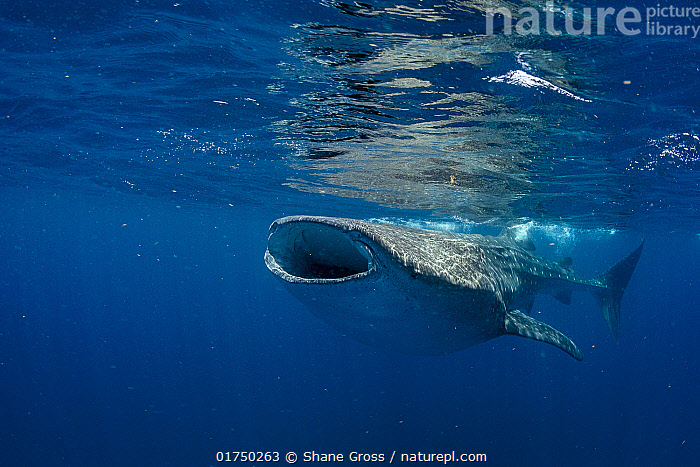 Whale Shark Eggs