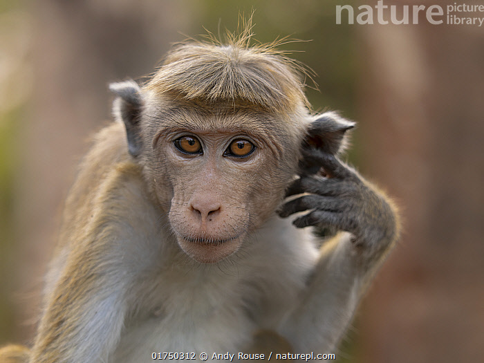Stock photo of RF - Dry zone toque macaque (Macaca sinica sinica ...