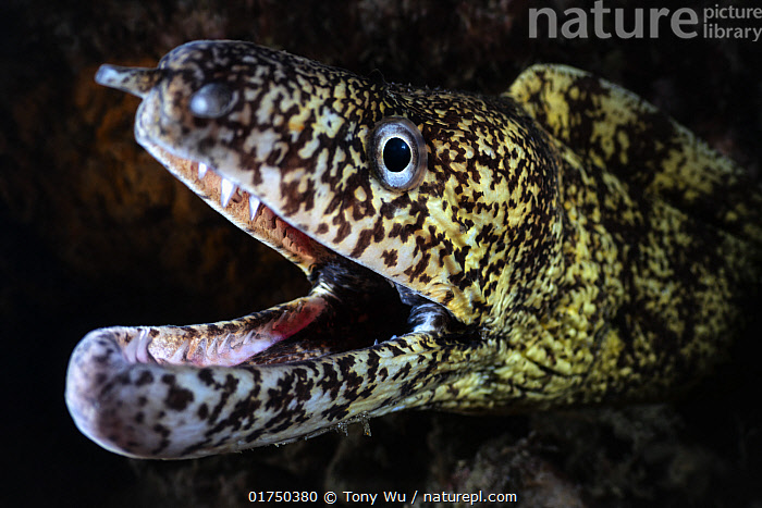 Stock photo of Kidako moray eel (Gymnothorax kidako) with mouth open ...