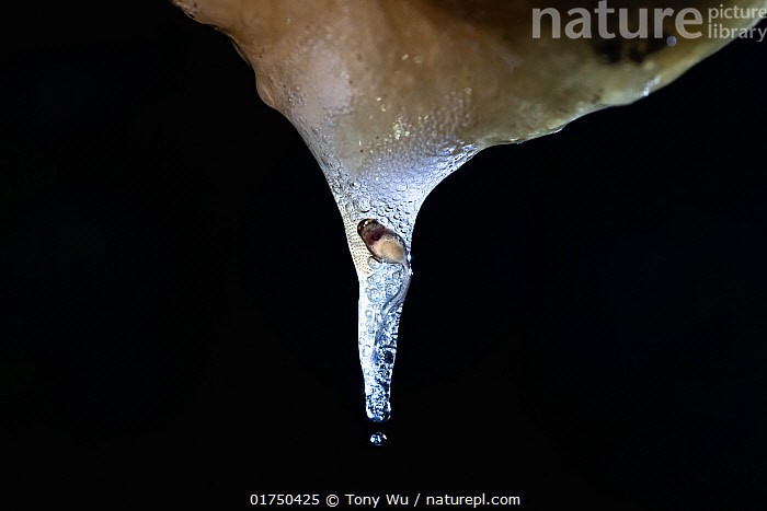 Stock photo of Forest green tree frog (Zhangixalus arboreus) tadpole ...