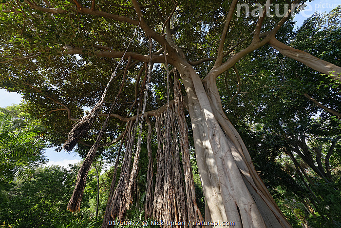 Stock photo of Lord Howe Banyan tree (Ficus macrophylla columnaris ...