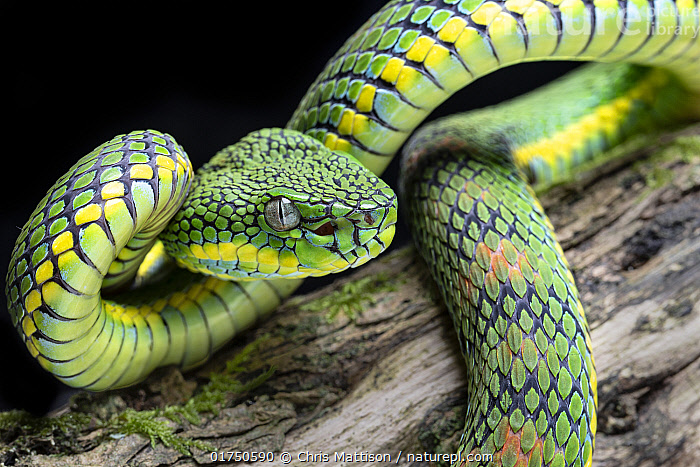 Stock photo of Schultze's pit viper (Trimeresurus schultzei) resting on ...