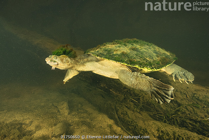 Stock photo of Mary River turtle (Elusor macrurus) male, swimming over ...