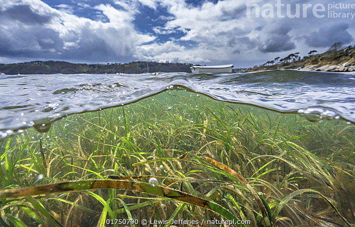 Stock photo of Split level view showing Seagrass (Zostera marina) in ...