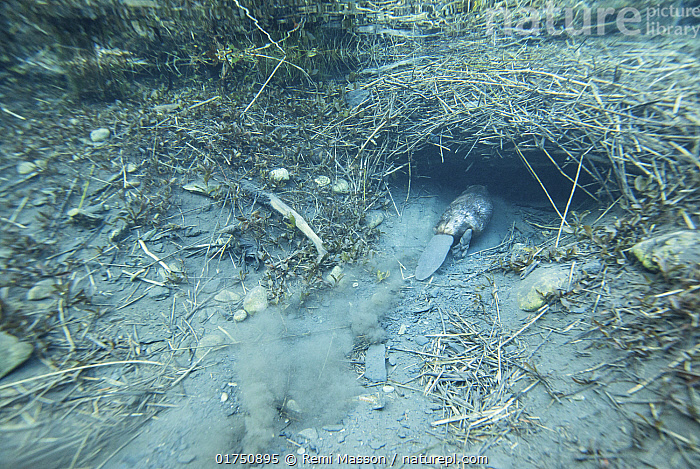 Stock photo of European beaver (Castor fiber) entering its underwater ...