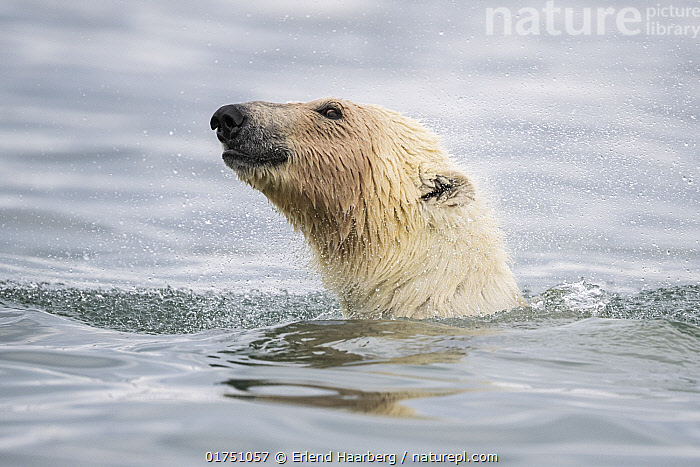 Stock photo of RF - Polar bear (Ursus maritimus) cub swimming in sea ...