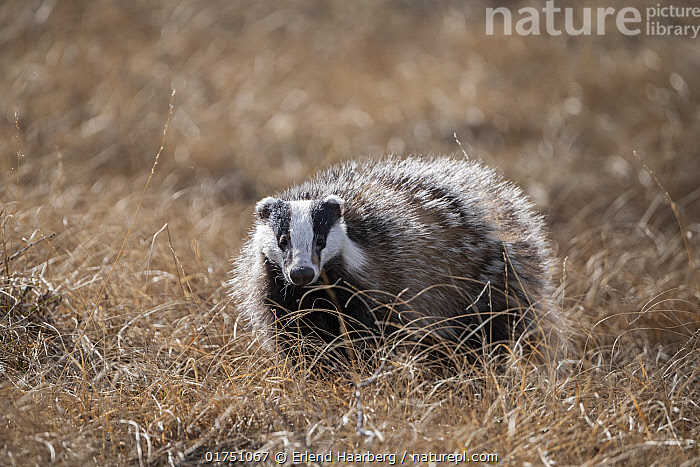Stock photo of European badger (Meles meles) standing among dried grass ...