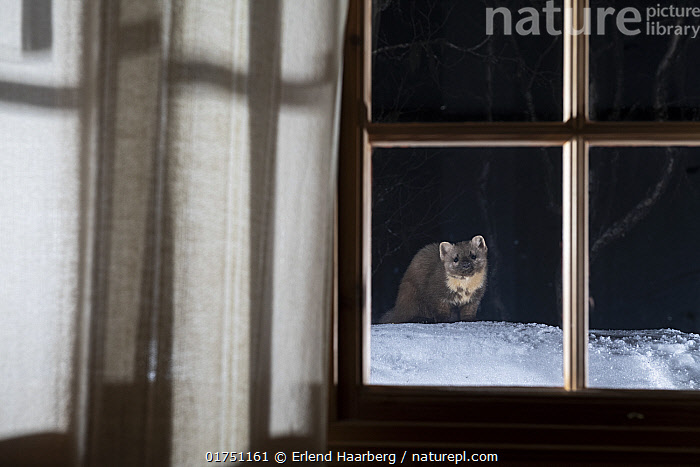 Stock photo of Pine marten (Martes martes) on snow-covered window ledge ...
