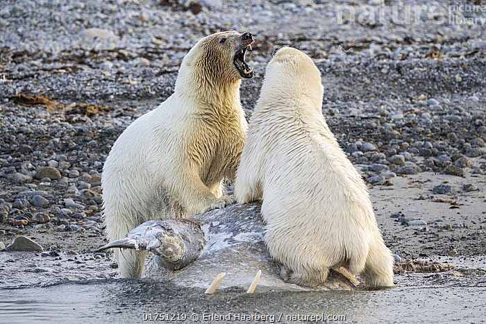 Stock photo of Two Polar bears (Ursus maritimus) fighting over a walrus ...
