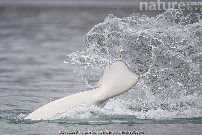 Stock photo of Beluga whale (Delphinapterus leucas) tail fluke ...