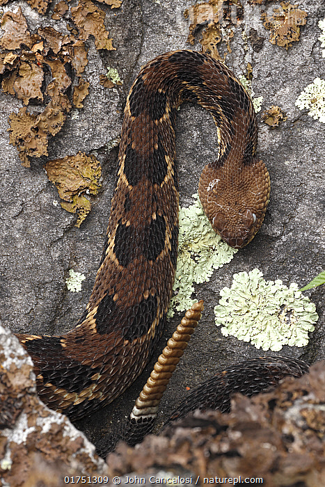 Stock photo of Timber rattlesnake (Crotalus horridus) gravid female at ...