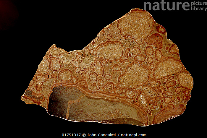 Stock photo of Stromatolite fossil, Pleistocene, polished cross section ...