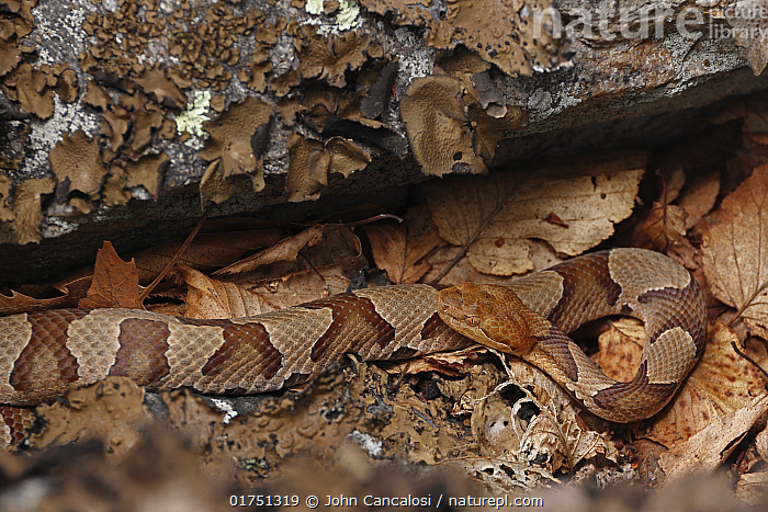 Northern Copperhead Snakes