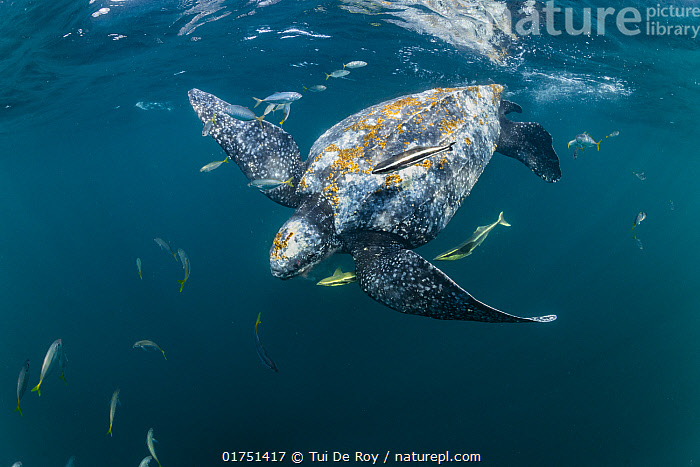 Stock photo of Leatherback sea turtle (Dermochelys coriacea) male ...