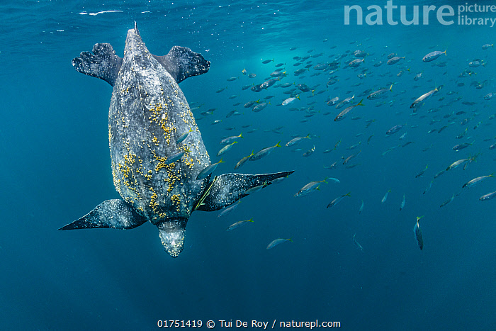 Stock photo of Leatherback sea turtle (Dermochelys coriacea) female ...