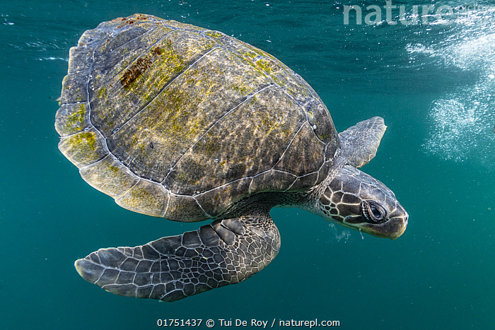 Stock photo of Olive ridley sea turtle (Lepidochelys olivacea) juvenile ...