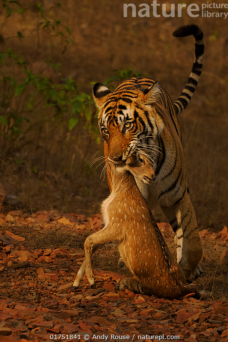Stock photo of RF - Bengal tiger (Panthera tigris tigris) female ...