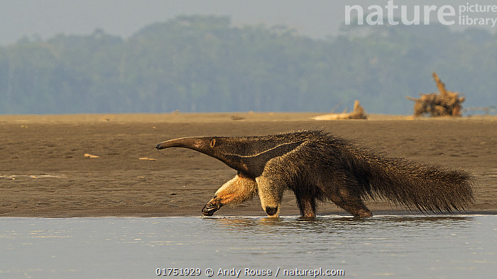 Rainforest Anteater