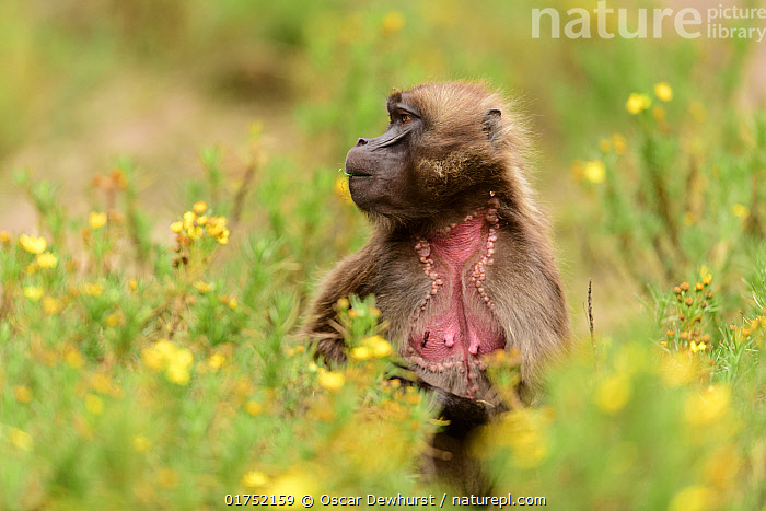 Stock photo of Gelada baboon (Theropithecus gelada) female feeding in ...