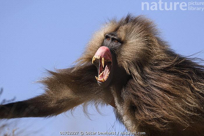 Stock photo of Gelada baboon (Theropithecus gelada) male, baring its ...