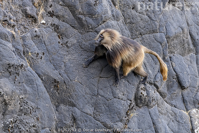 Stock photo of Gelada baboon (Theropithecus gelada) male, climbing up ...