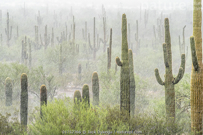 Stock photo of Saguaro cacti forest (Carnegiea gigantea) in heavy ...