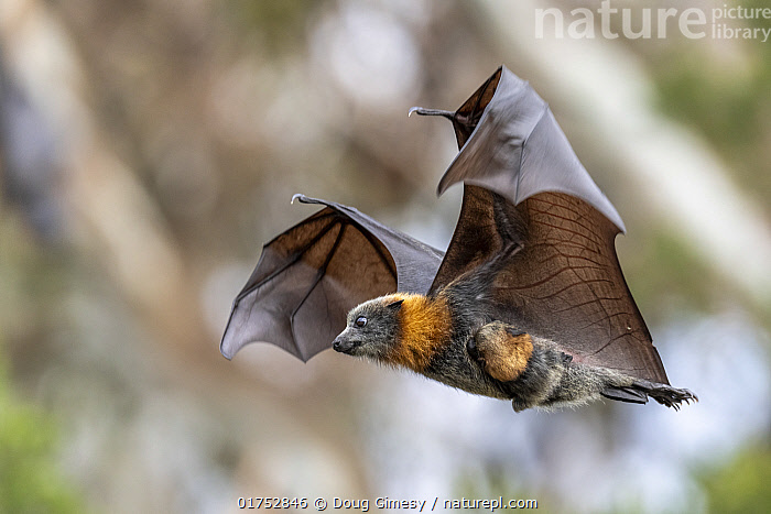 Stock photo of Grey-headed flying-fox (Pteropus poliocephalus) female ...
