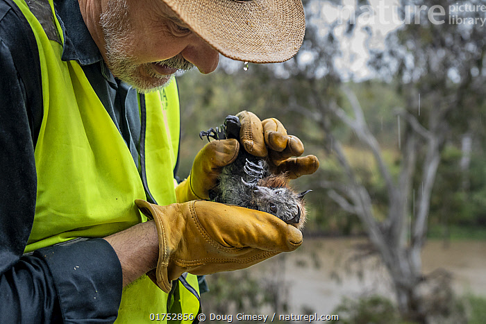 Stock photo of Wildlife rescuer holding a rescued Grey-headed flying ...