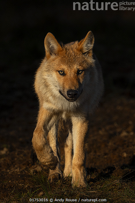 Stock photo of Eurasian wolf (Canis lupus) walking, portrait, Finland ...