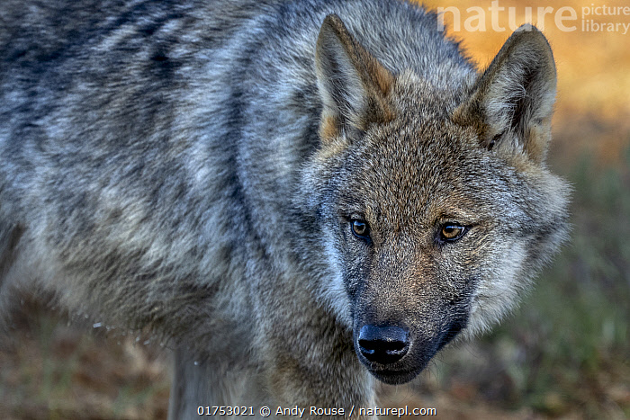 Chernobyl Giant Wolves