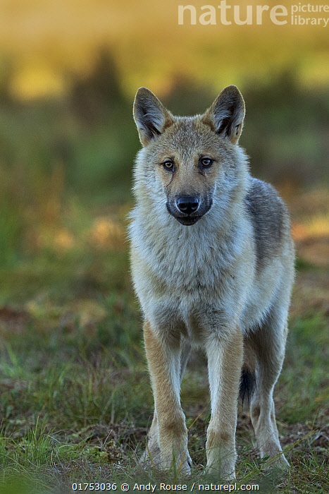 Stock photo of Eurasian wolf (Canis lupus) standing alert, portrait ...