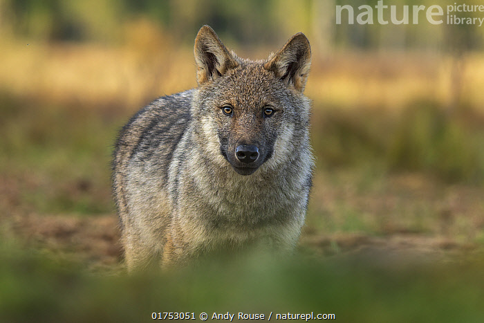 Stock photo of Eurasian wolf (Canis lupus) portrait, Finland. September ...