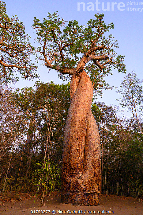 Landscape Nature Baobab Trees A Single Image Star Trail Over An
