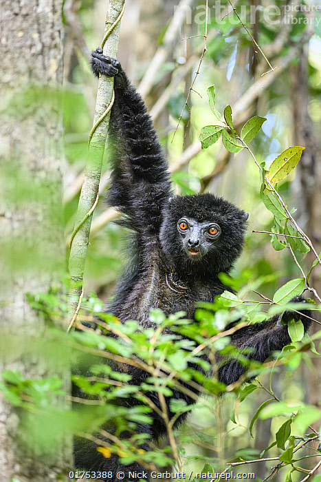 Stock photo of RF - Perrier's black sifaka (Propithecus perrieri) male ...