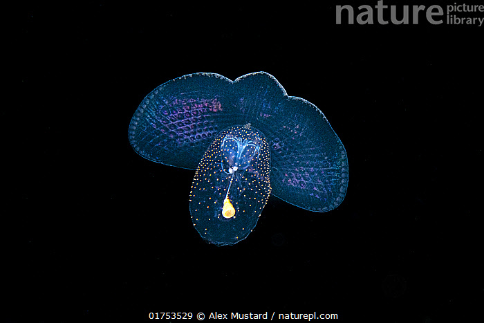 Stock photo of Spectacular coralla (Corolla spectabilis) a pelagic ...