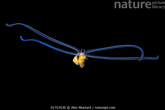 Stock photo of A pelagic veliger larva of a mollusc in open water at ...
