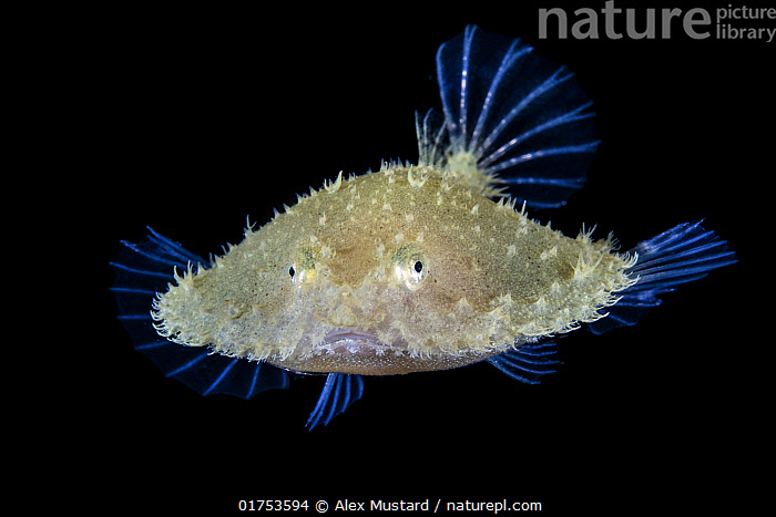 Stock photo of Pancake batfish (Halieutichthys sp.) post-larval stage ...